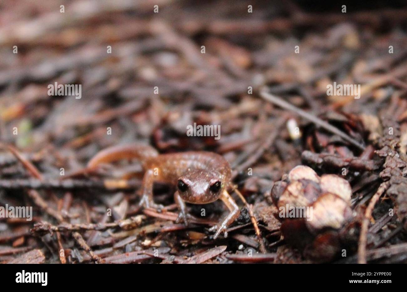 Oregon Ensatina (Ensatina eschscholtzii oregonensis Stock Photo - Alamy