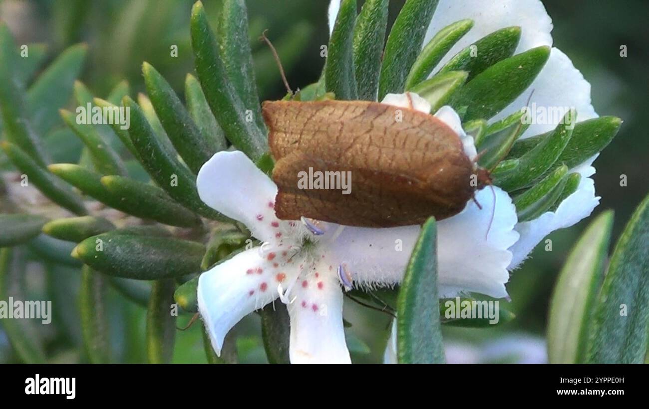 Carnation tortrix hi-res stock photography and images - Alamy