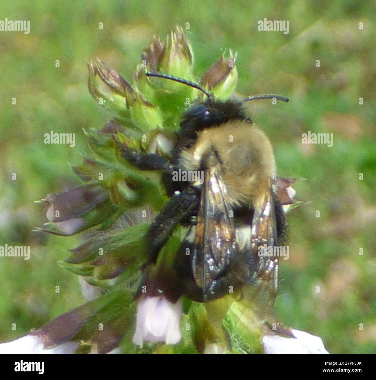 Blueberry Digger Bee (Habropoda laboriosa Stock Photo - Alamy