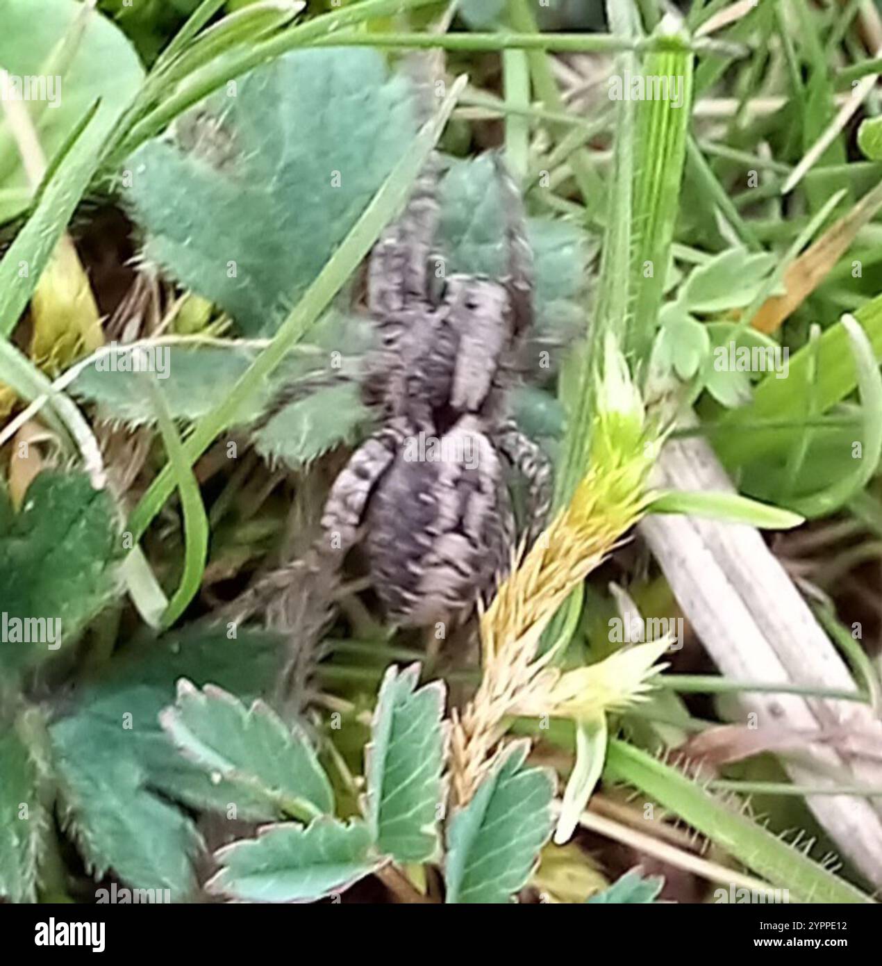 Fox Spiders (Alopecosa Stock Photo - Alamy