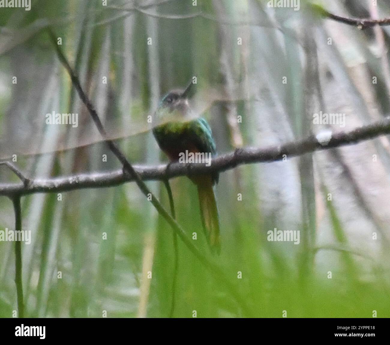 White-chinned Jacamar (Galbula tombacea Stock Photo - Alamy