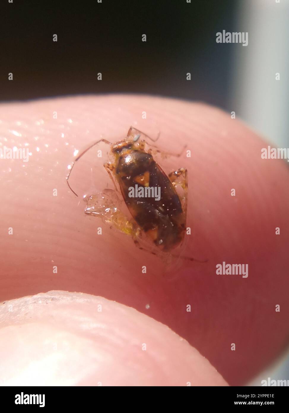Three Spotted Nettle Bug (Liocoris tripustulatus Stock Photo - Alamy