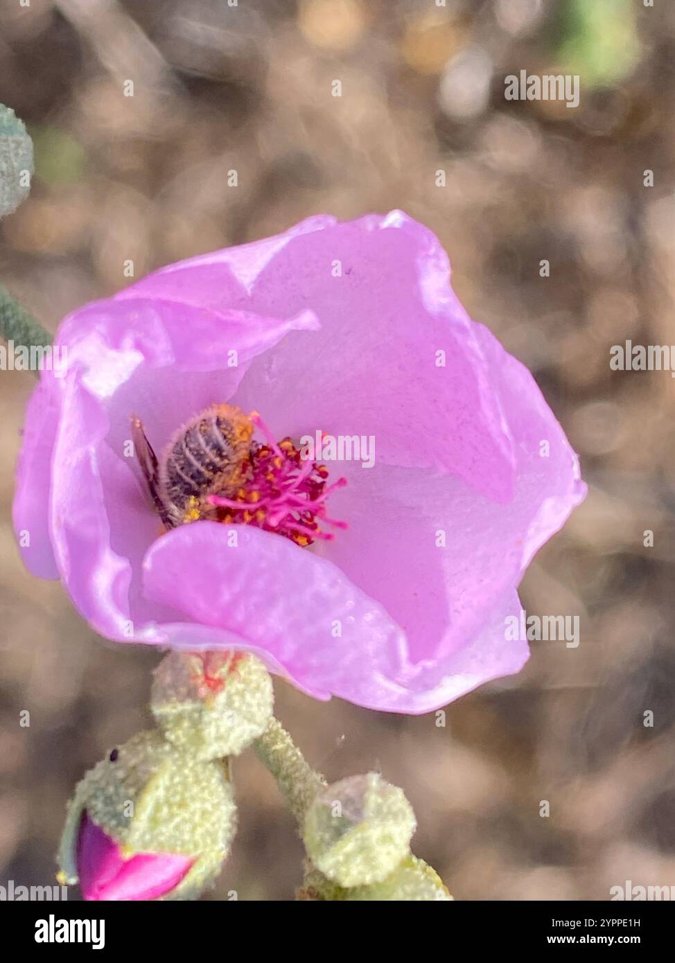 southern coastal bushmallow (Malacothamnus fasciculatus Stock Photo - Alamy