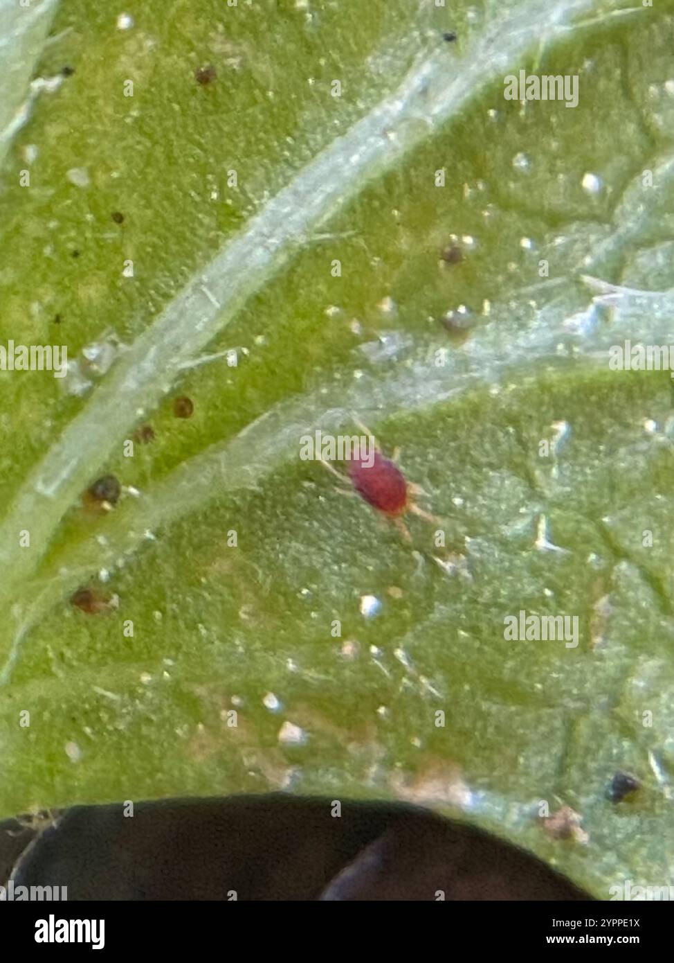 Prostigmata hi-res stock photography and images - Alamy