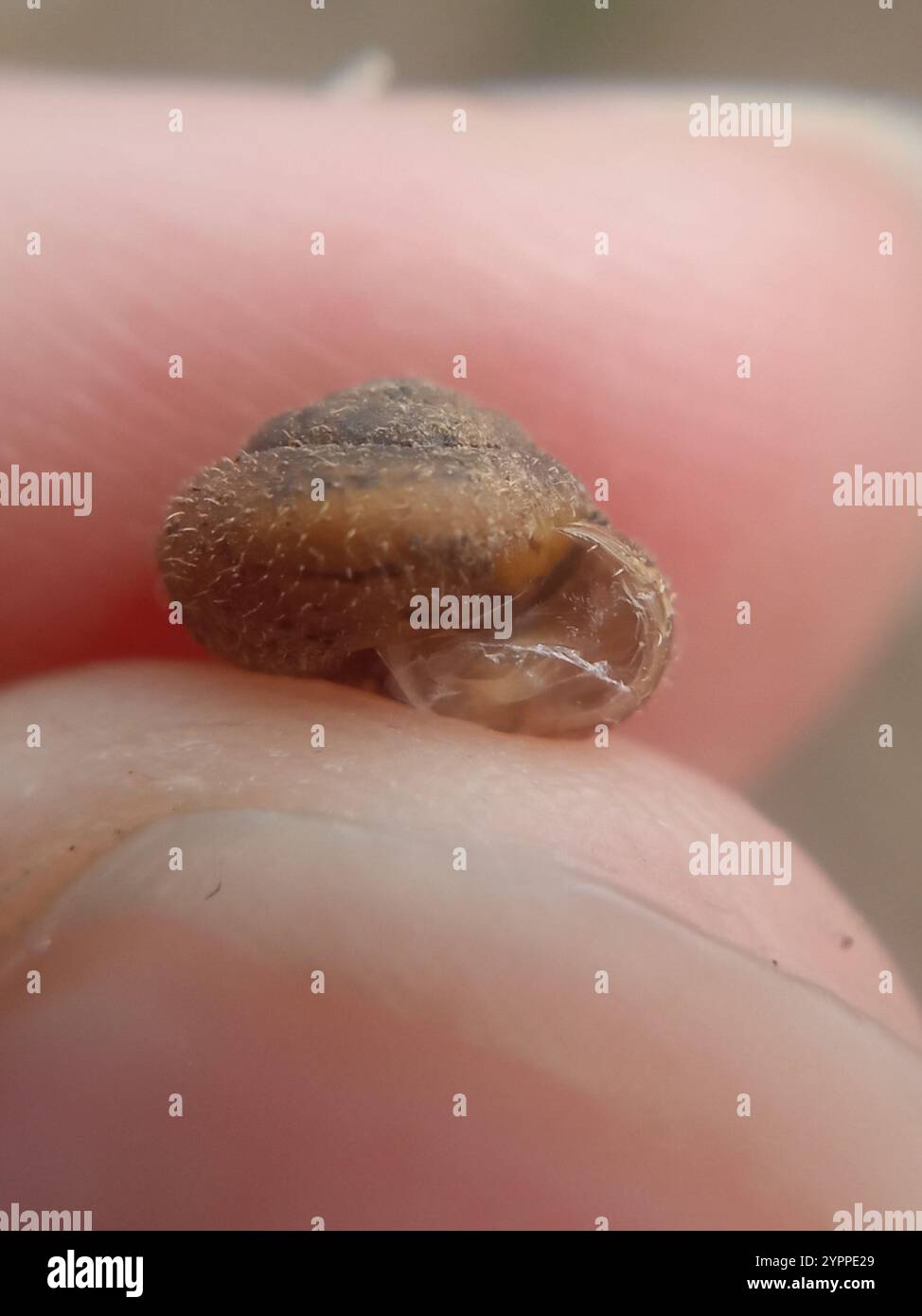 Hairy Snail (Trochulus hispidus Stock Photo - Alamy