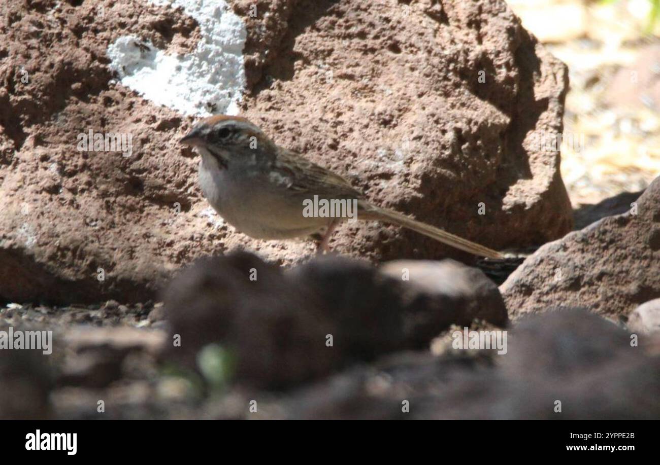 Rufous-crowned Sparrow (Aimophila ruficeps Stock Photo - Alamy