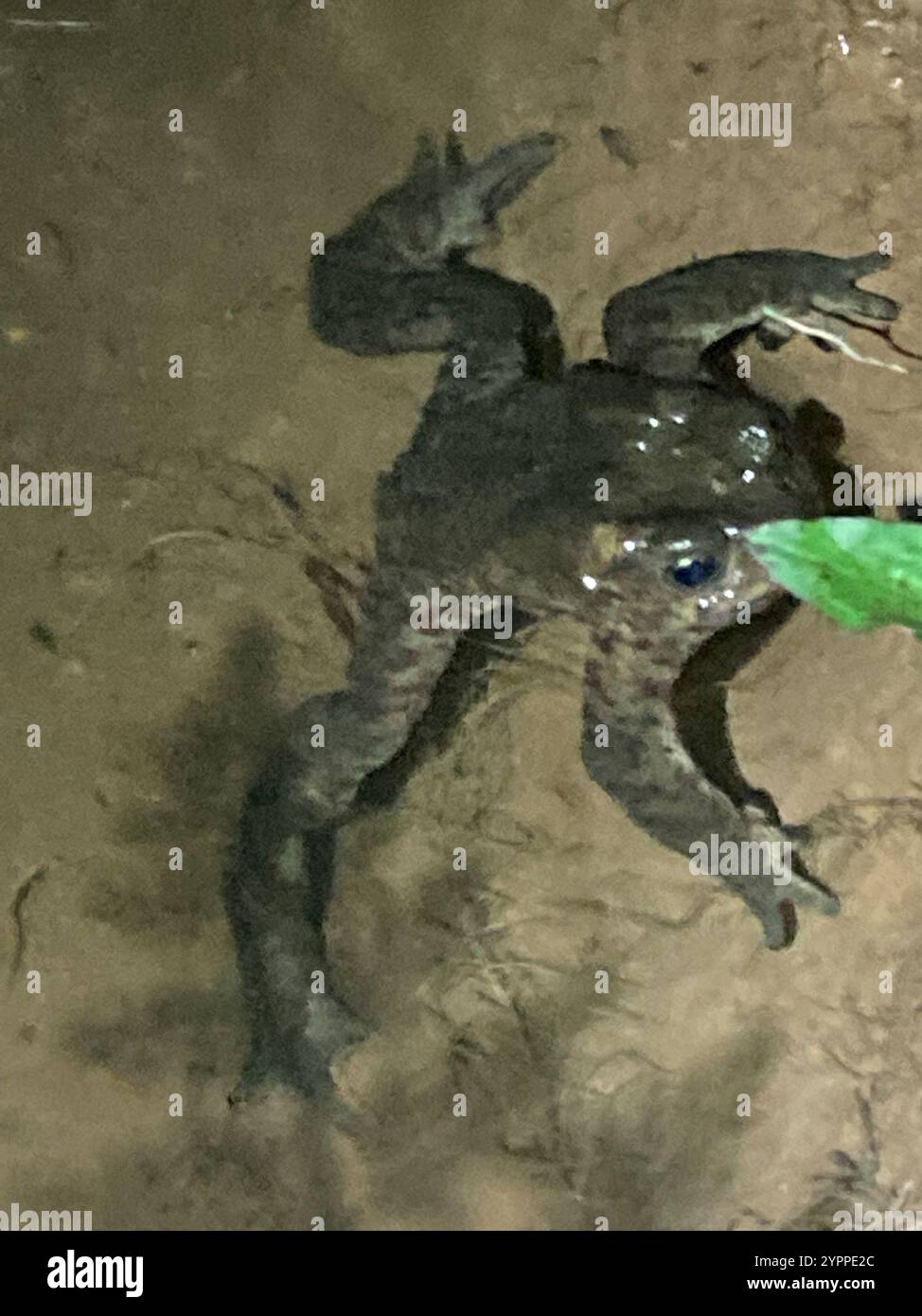 Himalayan Toad (Duttaphrynus himalayanus Stock Photo - Alamy