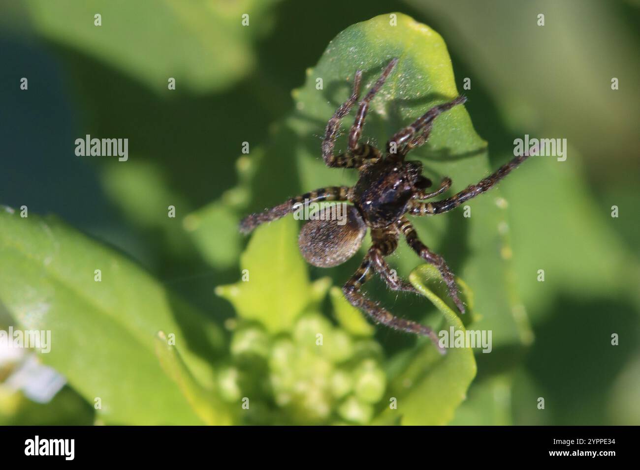 Bear Spiders (Arctosa Stock Photo - Alamy