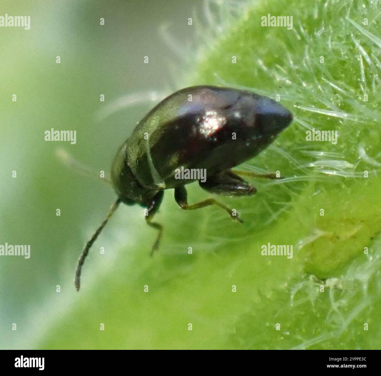 Flea Beetles (Alticini Stock Photo - Alamy