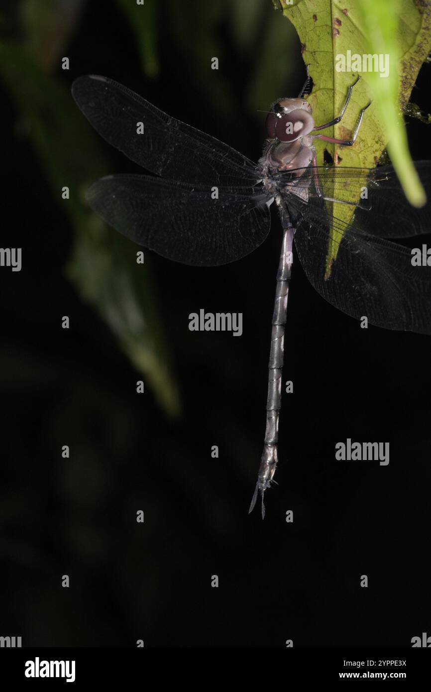 Dark-saddled Darner (Gynacantha membranalis Stock Photo - Alamy