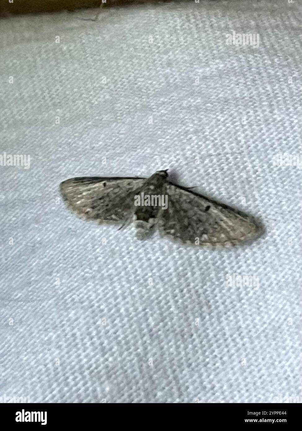 Common Eupithecia Moth (Eupithecia miserulata Stock Photo - Alamy