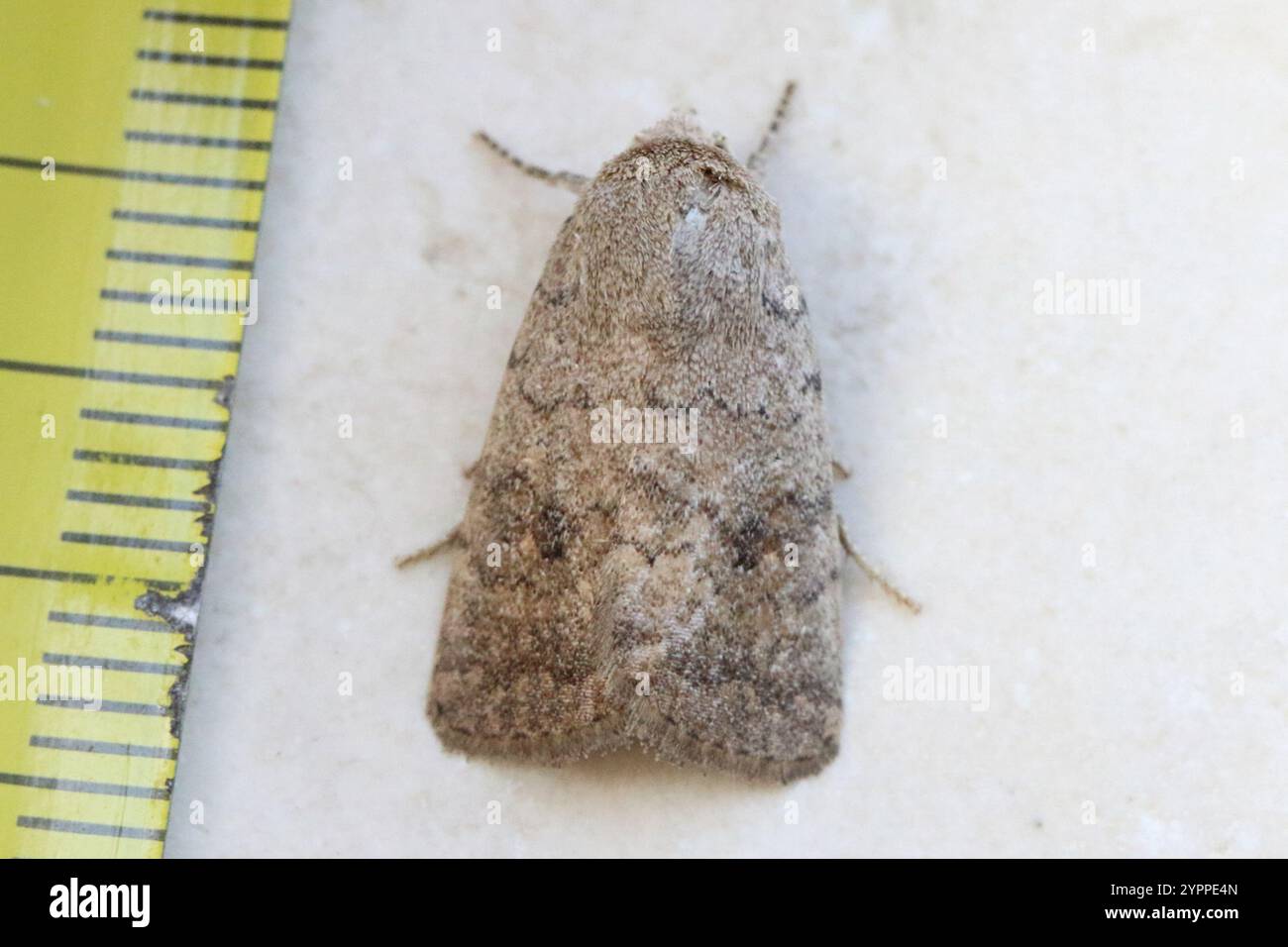 Reclusa hi-res stock photography and images - Alamy