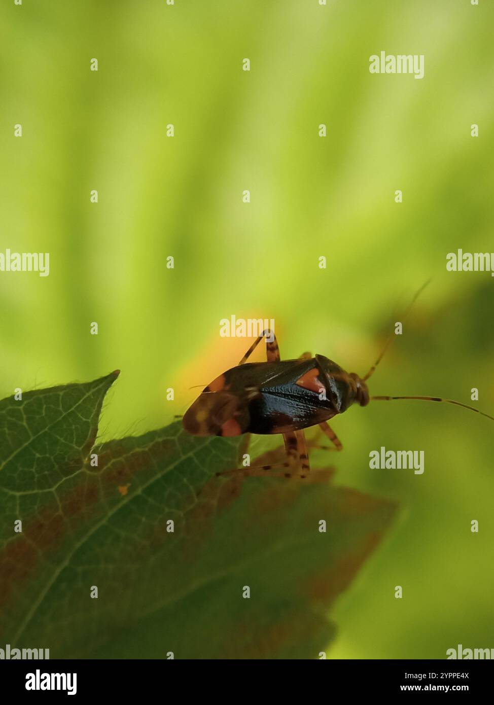 Three Spotted Nettle Bug (Liocoris tripustulatus Stock Photo - Alamy