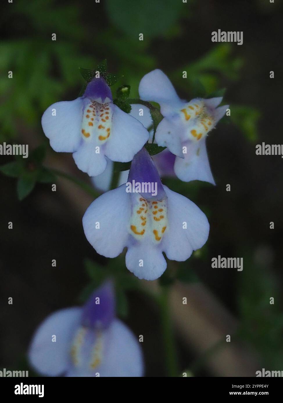 Taiwan Mazus (Mazus fauriei Stock Photo - Alamy