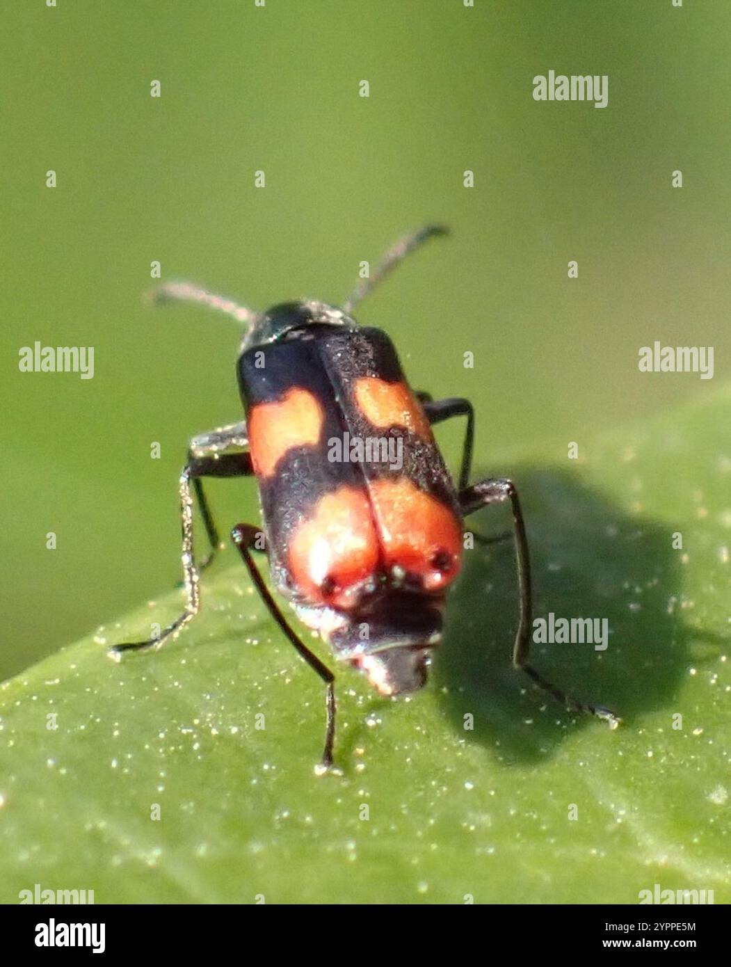 Anthocomus fasciatus hi-res stock photography and images - Alamy