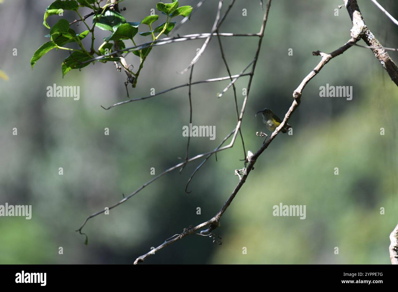 Neodrepanis coruscans hi-res stock photography and images - Alamy