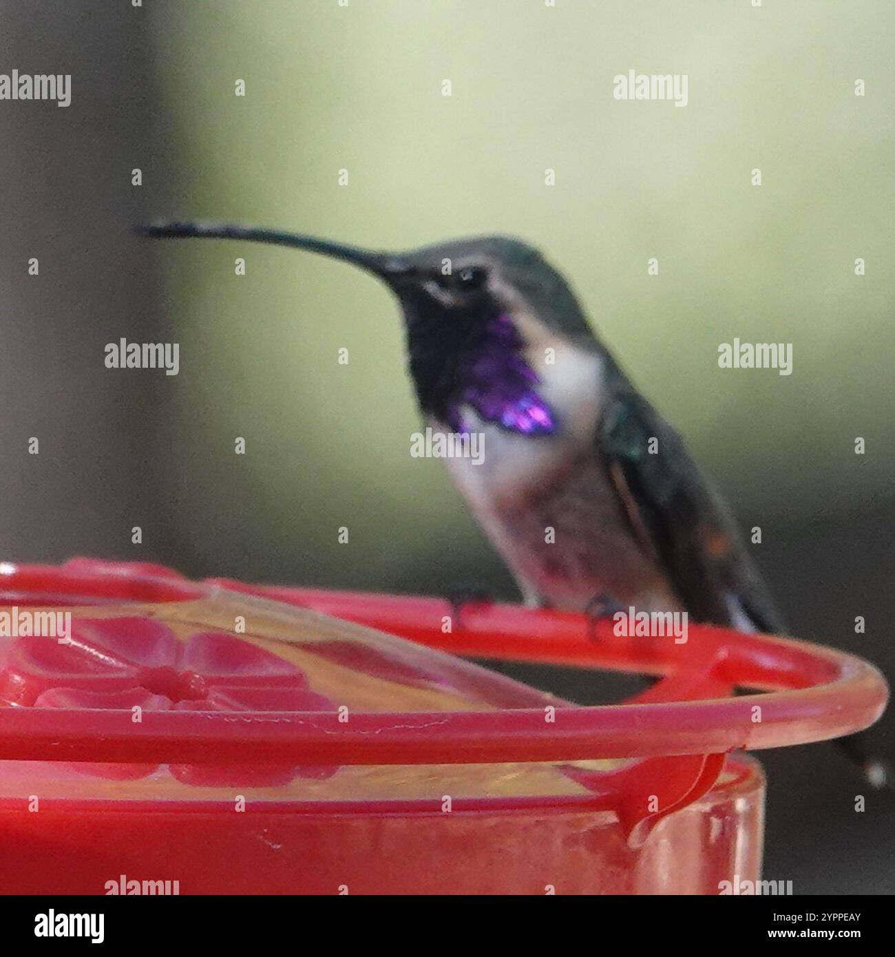 Lucifer Hummingbird (Calothorax lucifer Stock Photo - Alamy