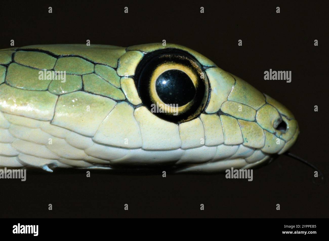 Spotted Bush Snake (Philothamnus semivariegatus Stock Photo - Alamy
