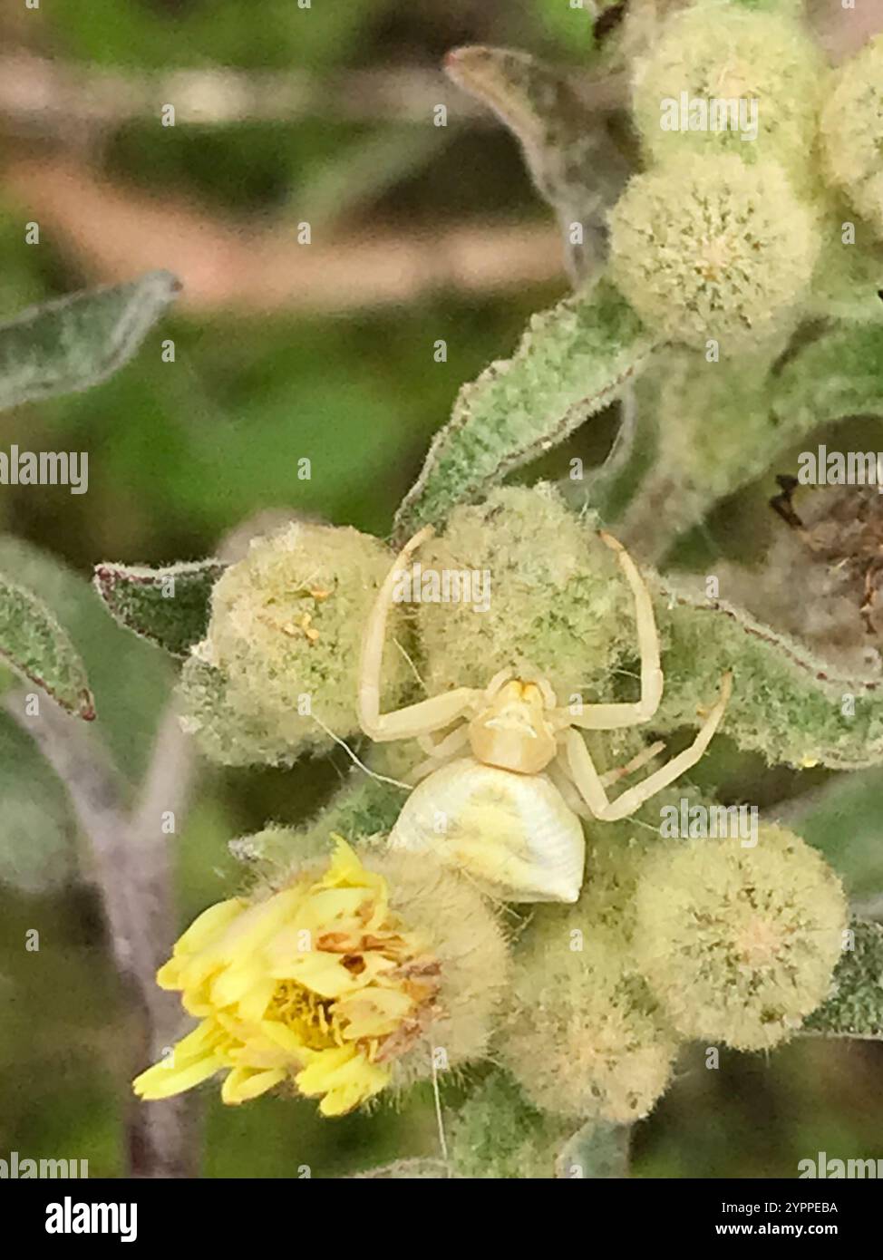 Pink Crab Spider (Thomisus onustus Stock Photo - Alamy
