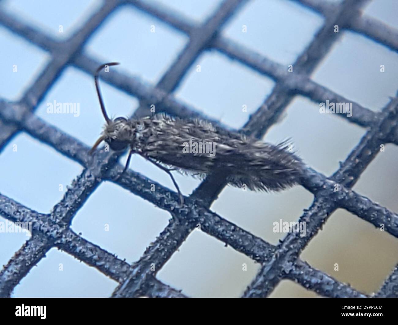 Microcaddisflies hi-res stock photography and images - Alamy