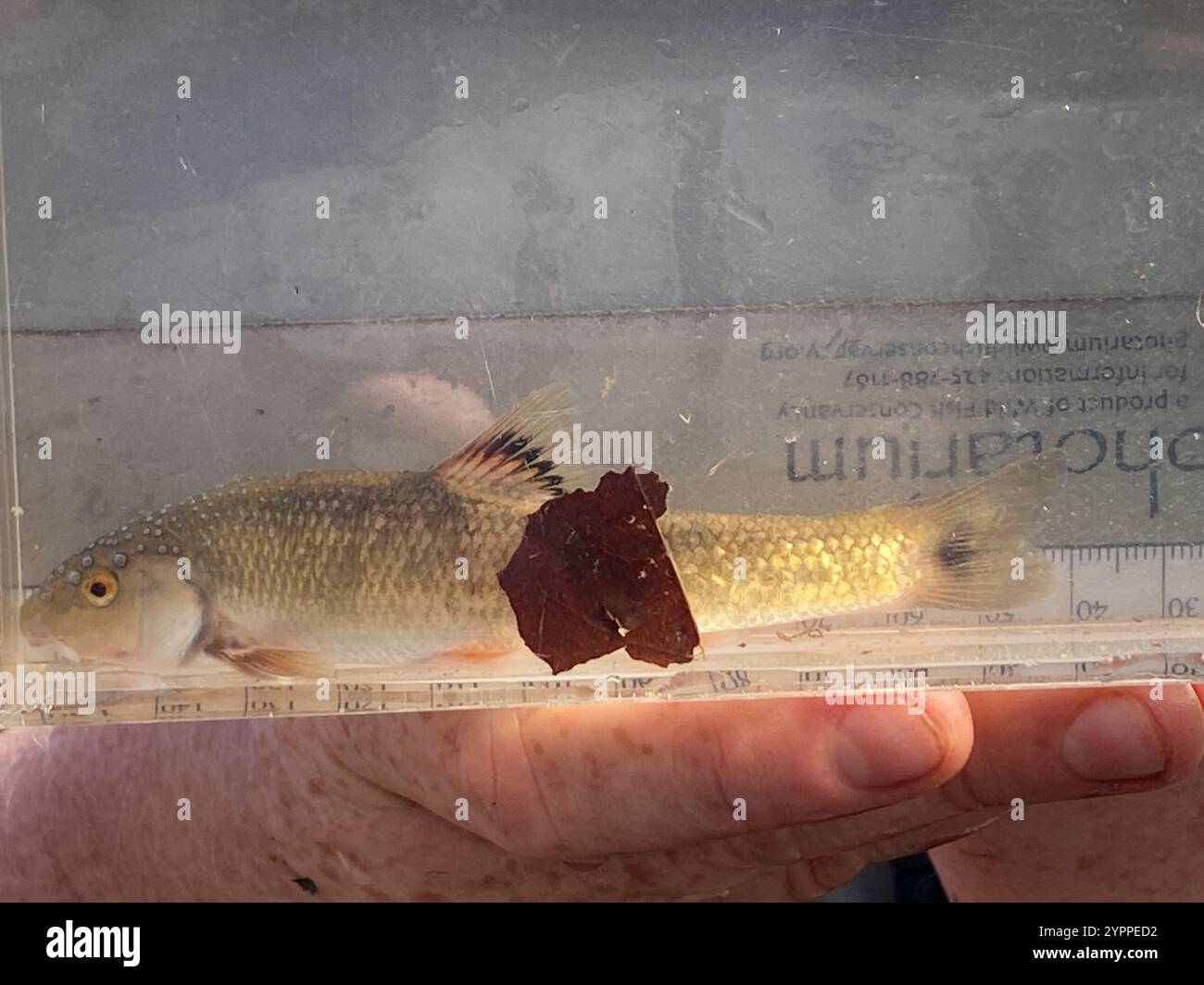 Highland Stoneroller (Campostoma spadiceum Stock Photo - Alamy