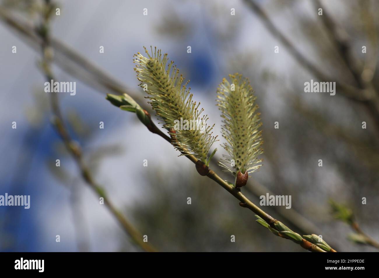 coastal willow (Salix hookeriana Stock Photo - Alamy