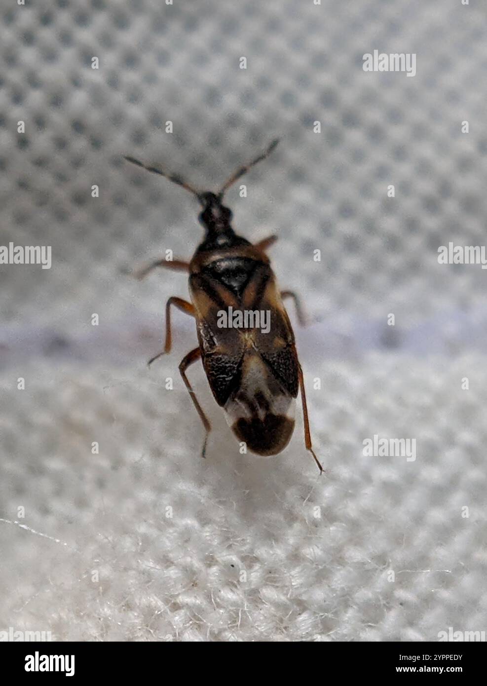 Anthocoris nemoralis hi-res stock photography and images - Alamy