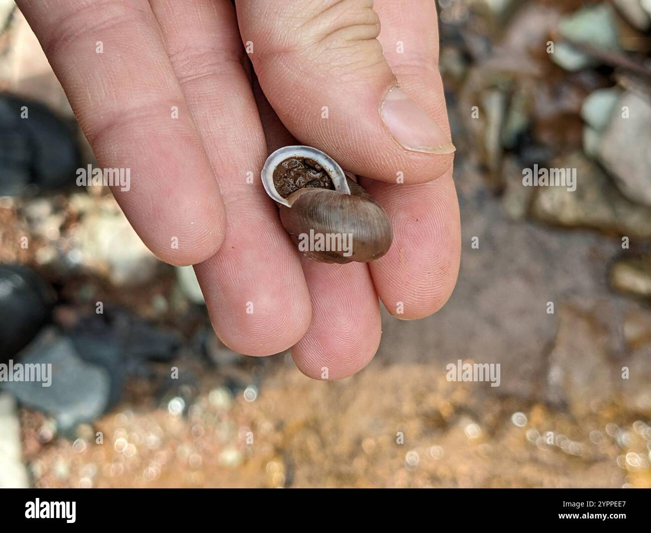 White-lip Globe Snail (Mesodon thyroidus Stock Photo - Alamy