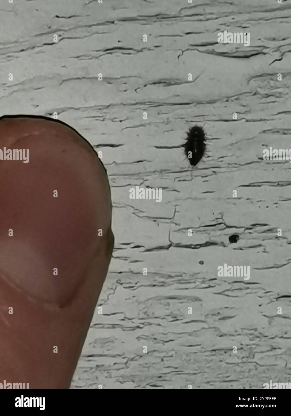 Museum Beetle (Anthrenus museorum Stock Photo - Alamy