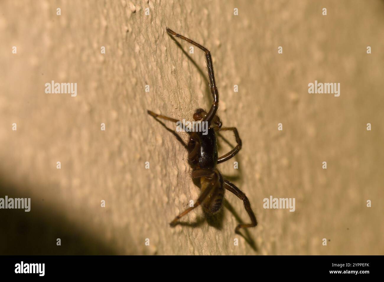 Tube web spiders hi-res stock photography and images - Alamy
