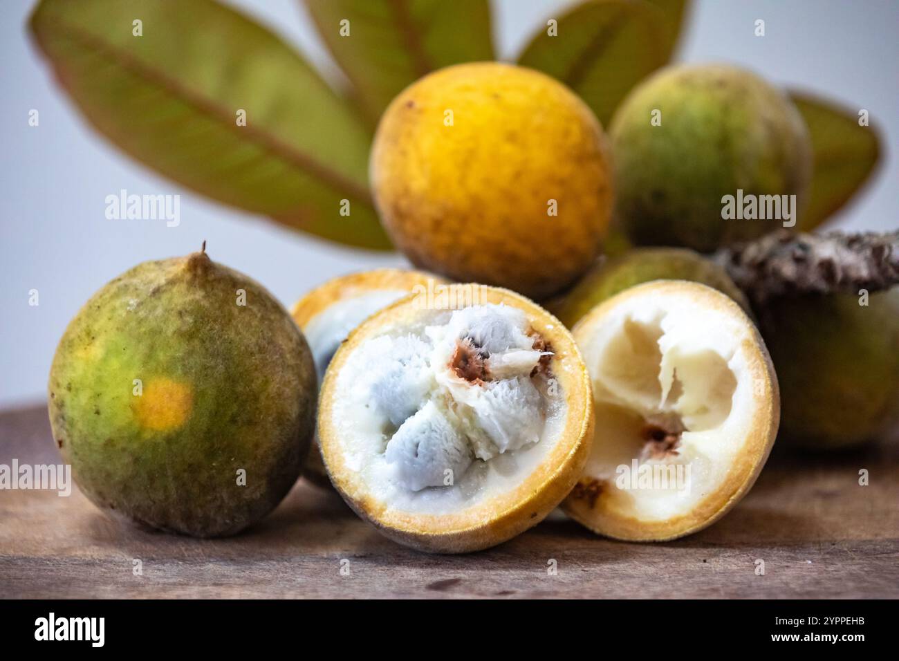 Curriola (Pouteria ramiflora) wild fruit from the Brazilian cerrado ...