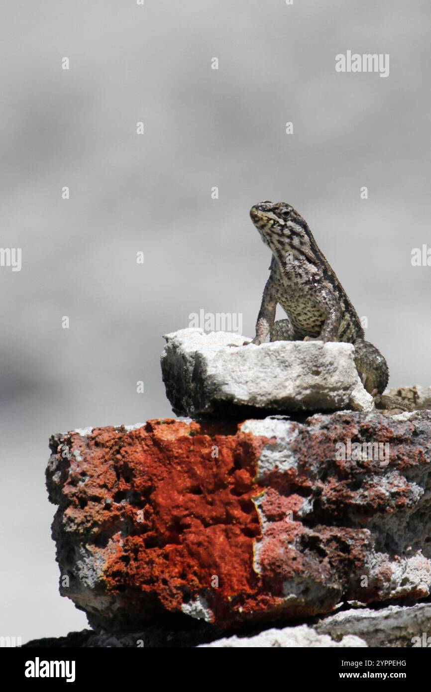 Northern Curly-tailed Lizard (Leiocephalus carinatus Stock Photo - Alamy