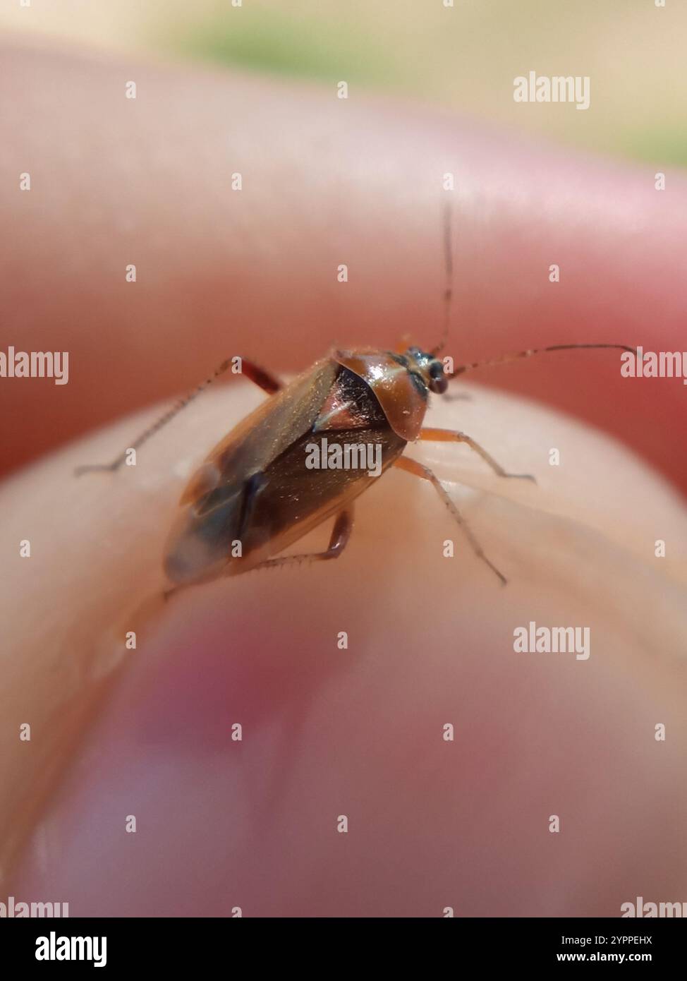 handsome plant bug (Harpocera thoracica Stock Photo - Alamy