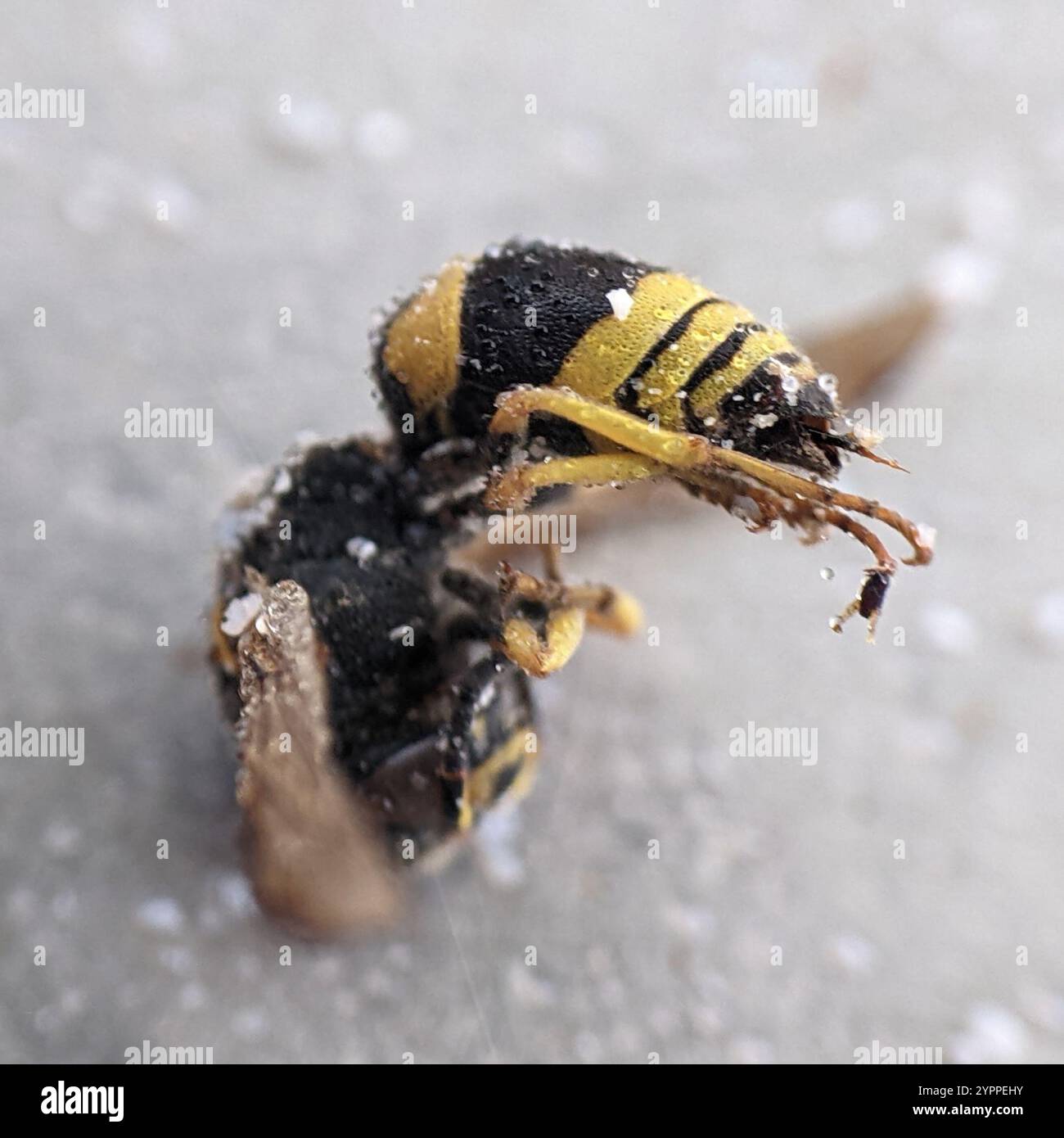 Ancistrocerus gazella hi-res stock photography and images - Alamy