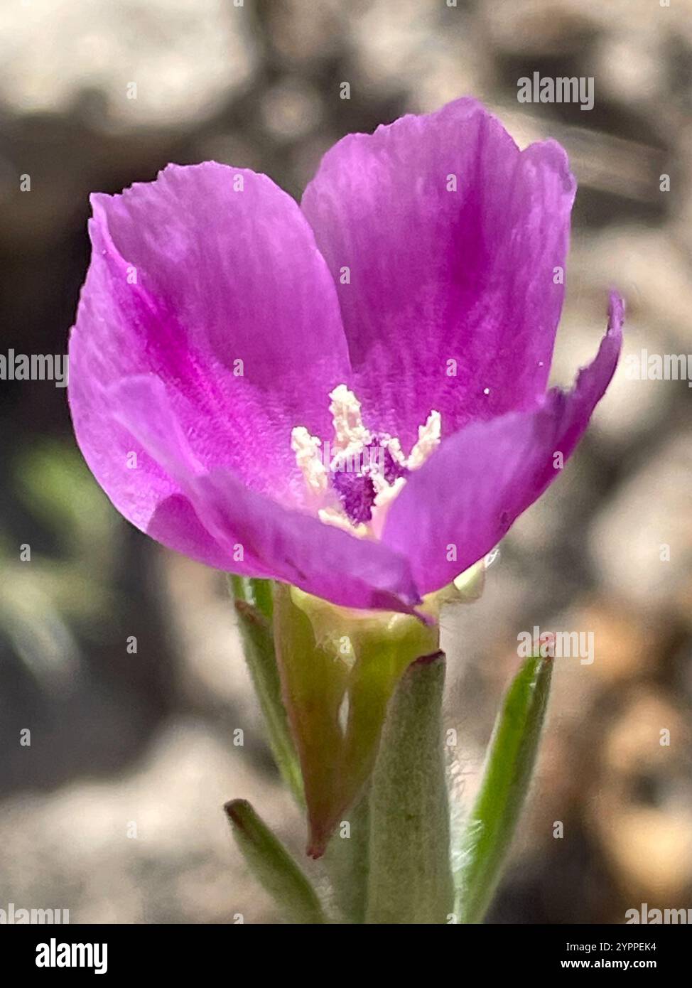 Winecup Clarkia (Clarkia purpurea Stock Photo - Alamy
