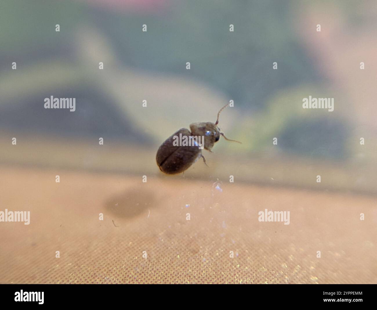 Lasioderma hi-res stock photography and images - Alamy