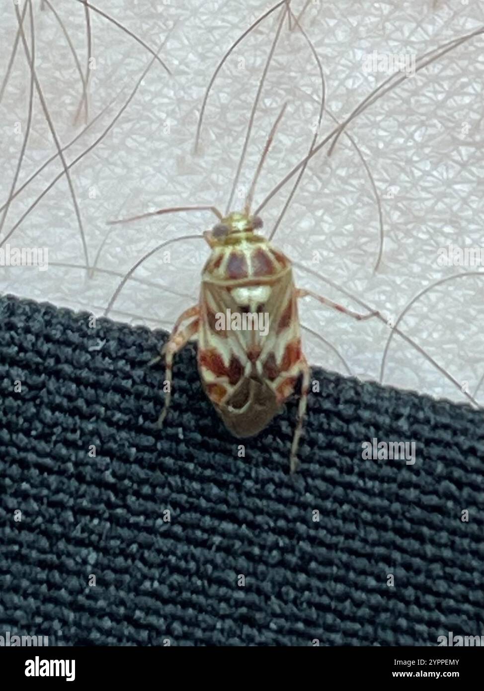 Oak Catkin Mirid (Tropidosteptes quercicola Stock Photo - Alamy