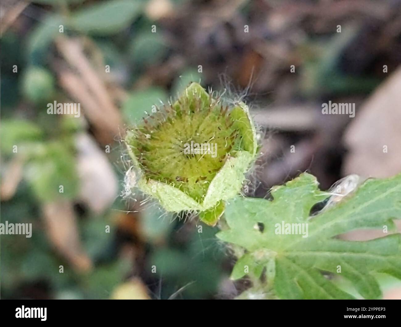 Carolina Bristlemallow (Modiola caroliniana Stock Photo - Alamy