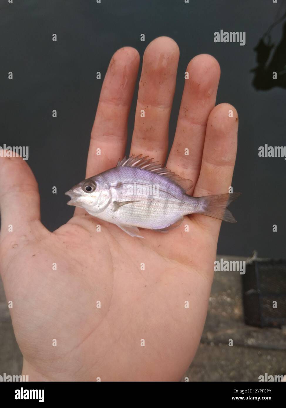 Pinfish (Lagodon rhomboides Stock Photo - Alamy