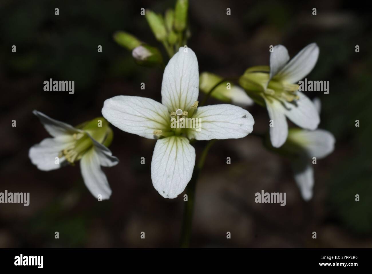 Two-leaved Toothwort (Cardamine diphylla Stock Photo - Alamy