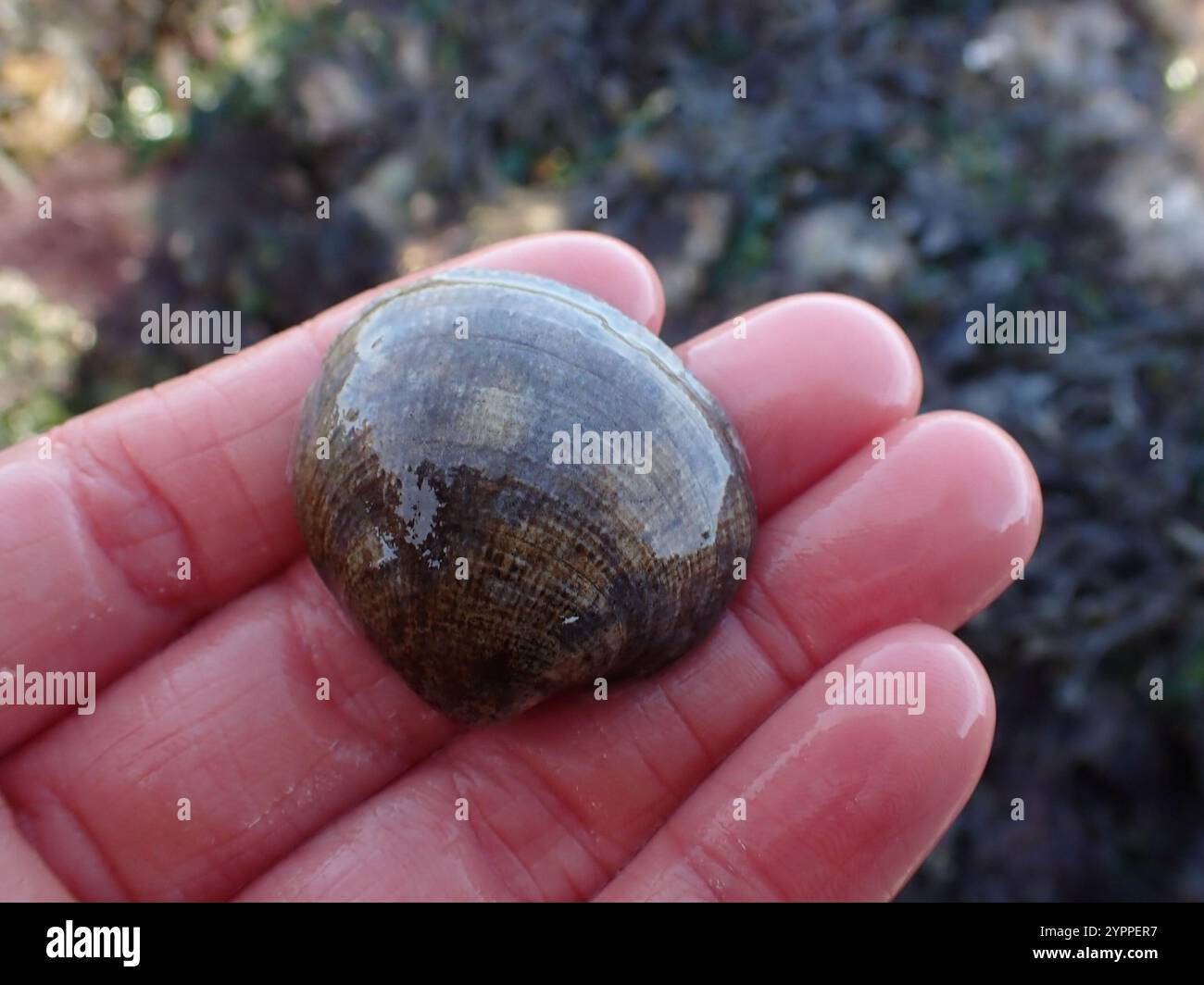 Pacific Littleneck Clam (Leukoma staminea Stock Photo - Alamy