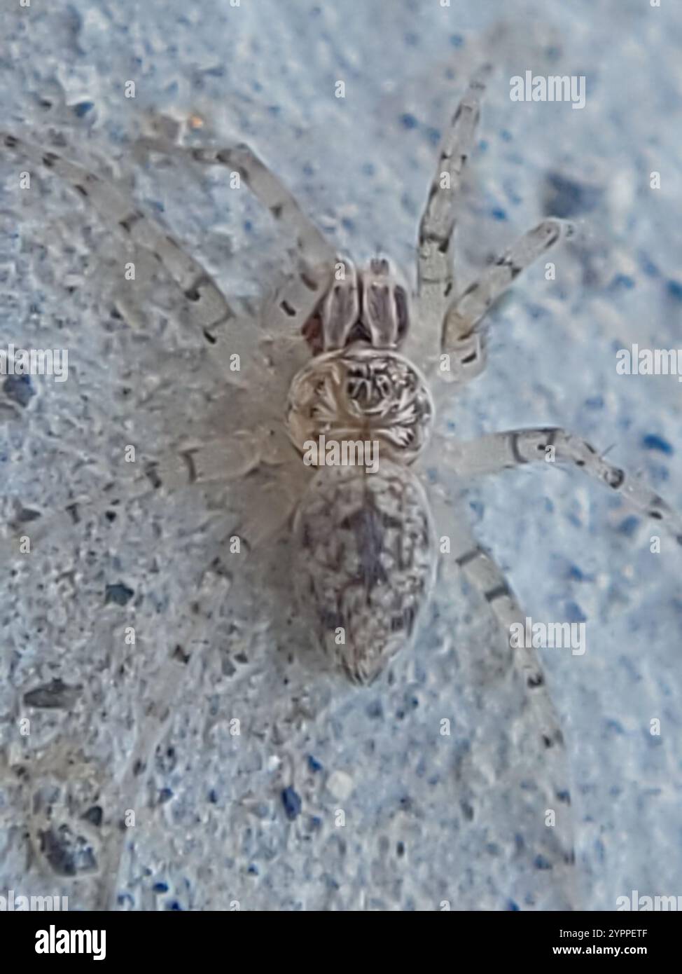 Wall Spiders (Oecobius Stock Photo - Alamy