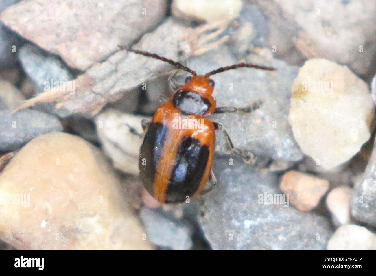 Orange Oides Leaf Beetle (Oides dorsosignata Stock Photo - Alamy