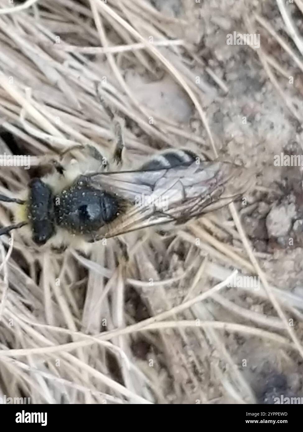Cellophane Bees (Colletes Stock Photo - Alamy