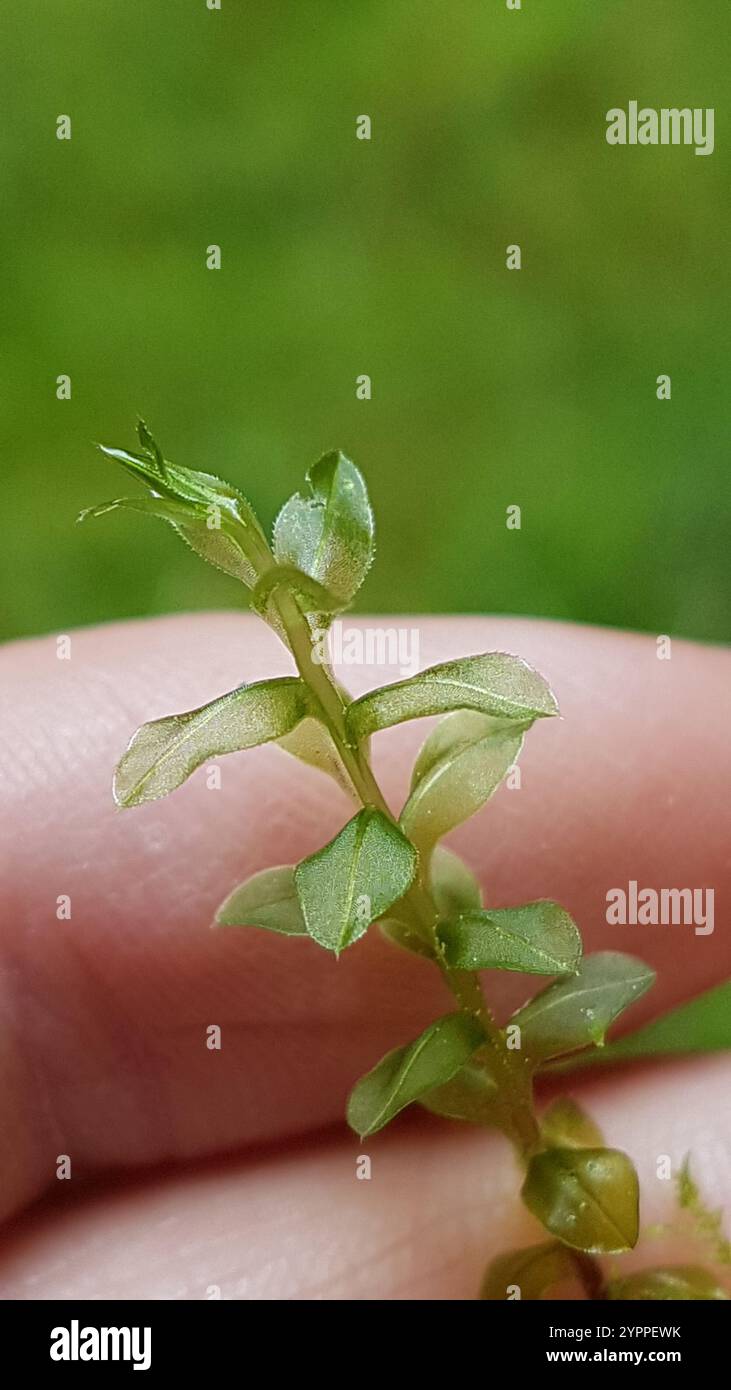 Badge Moss (Plagiomnium insigne Stock Photo - Alamy