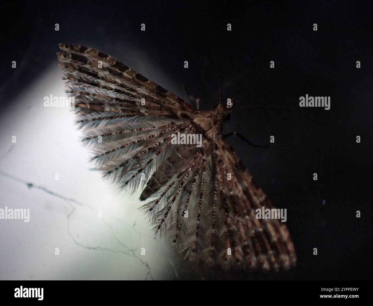 Montana Six-plume Moth (Alucita montana Stock Photo - Alamy