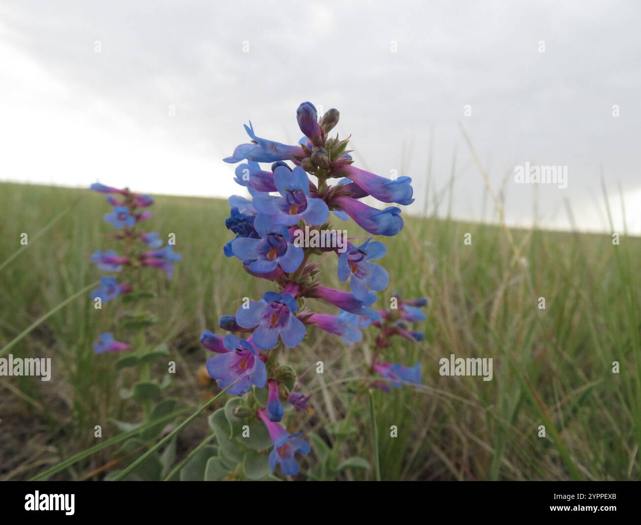 Wax-leaf Beardtongue (Penstemon nitidus Stock Photo - Alamy