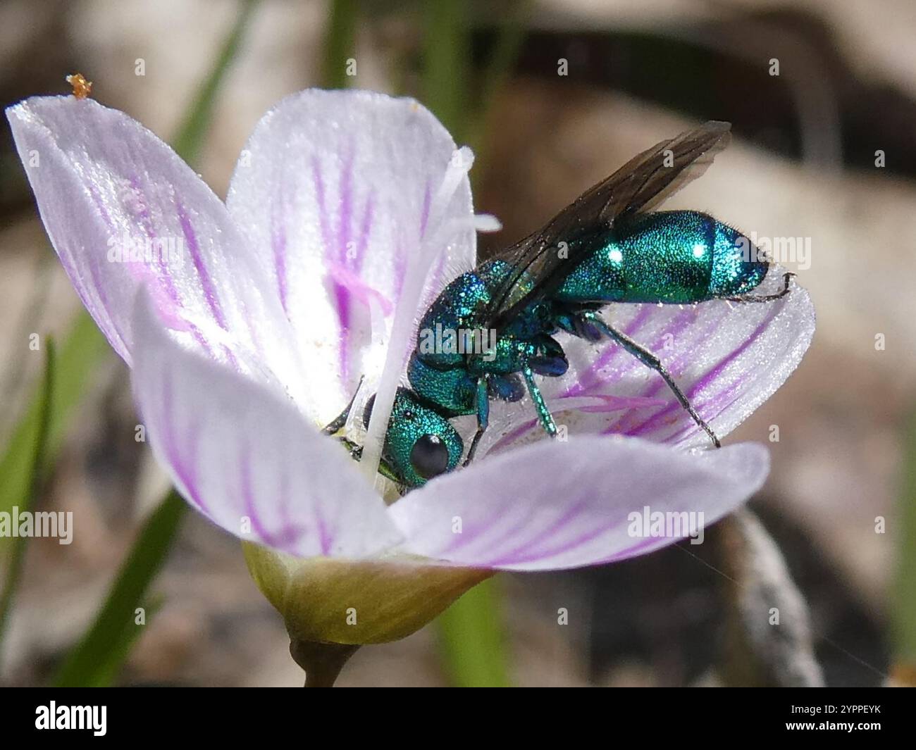 Cuckoo Wasps (Chrysididae Stock Photo - Alamy