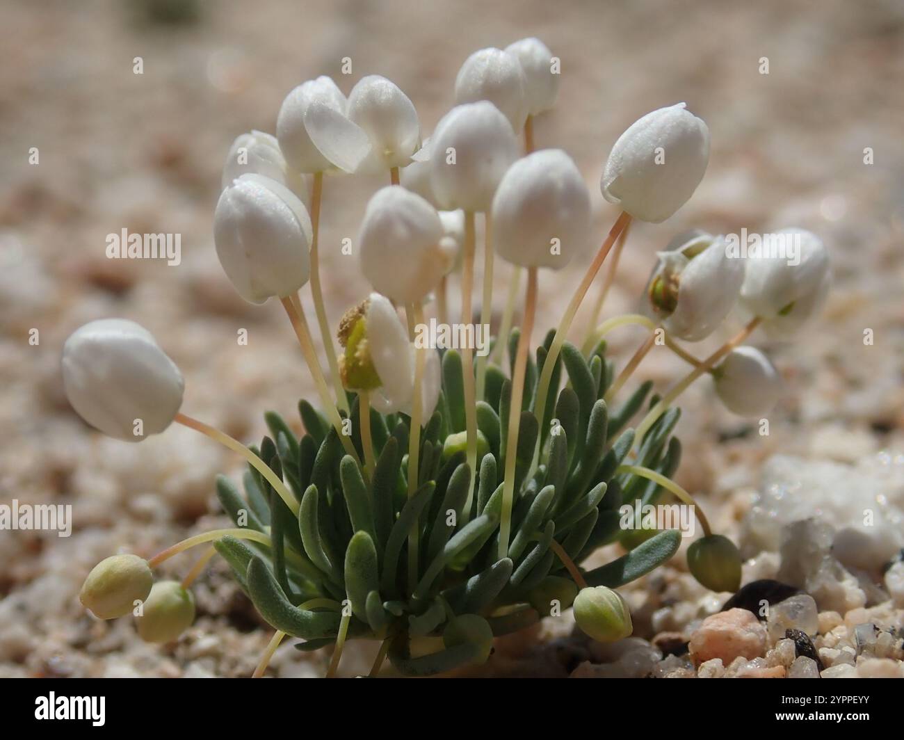 white pygmy-poppy (Canbya candida Stock Photo - Alamy