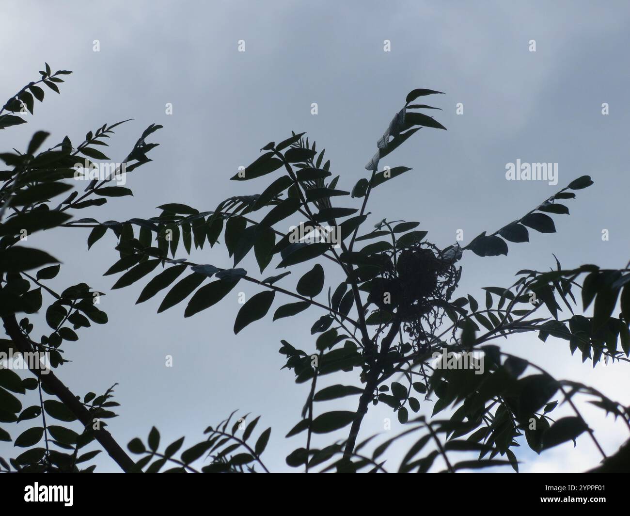 shining sumac (Rhus copallinum Stock Photo - Alamy